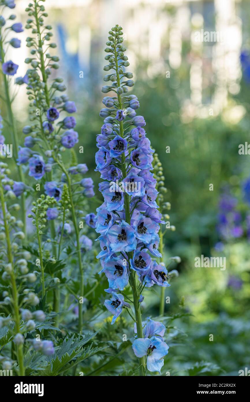 Close up of Blue Delphinium flowering in a summer cottage garden border ...