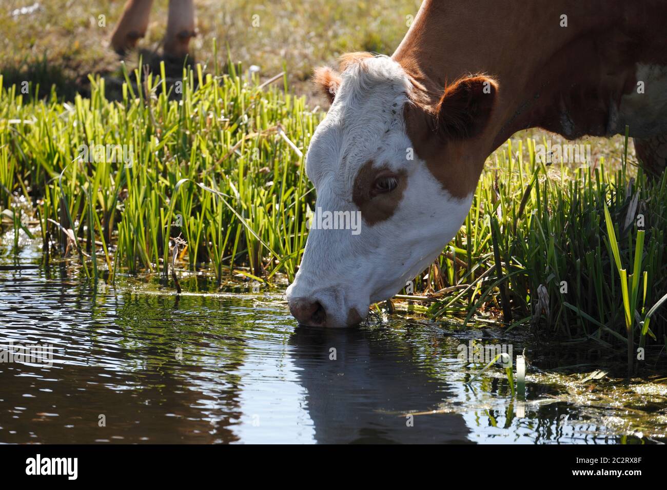 Cow drinking water on hi-res stock photography and images - Alamy
