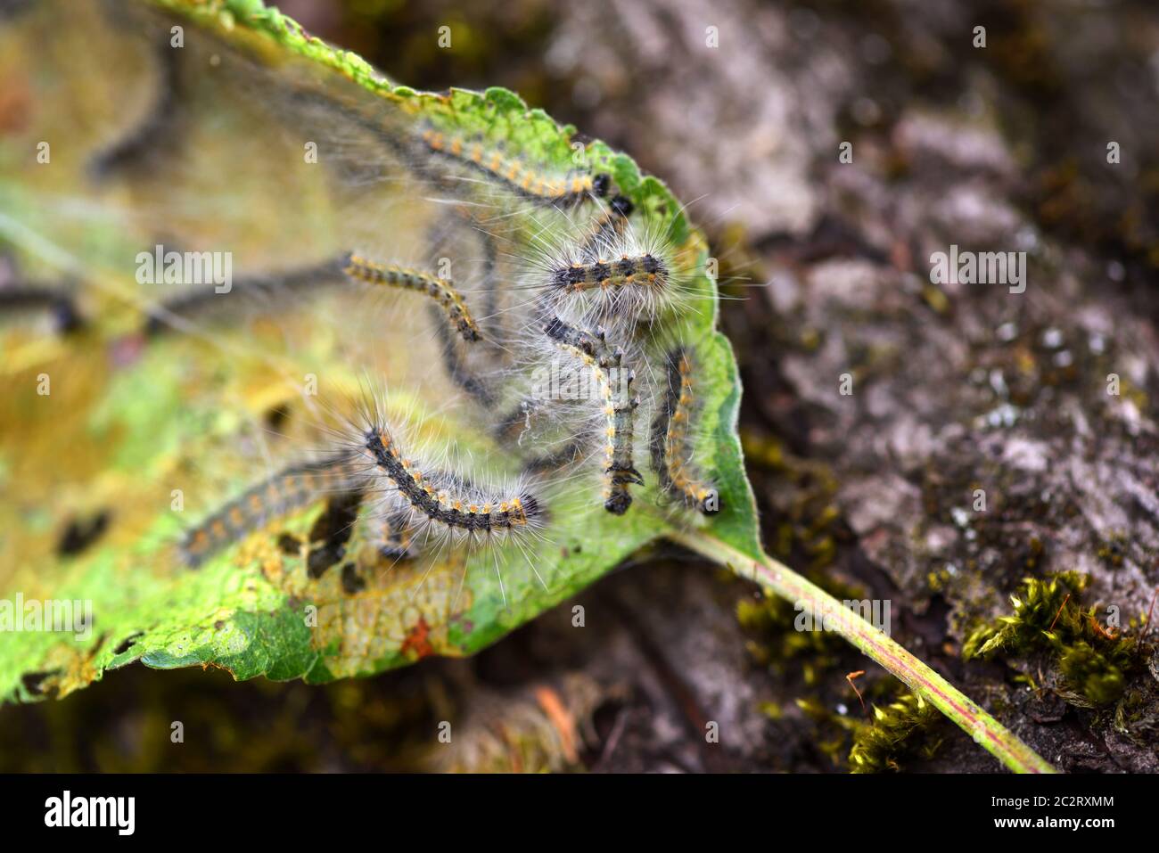Wild Apple Tree High Resolution Stock Photography and Images - Alamy