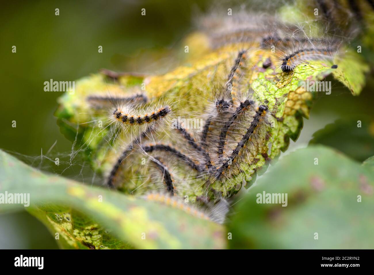 Wild Apple Tree High Resolution Stock Photography and Images - Alamy