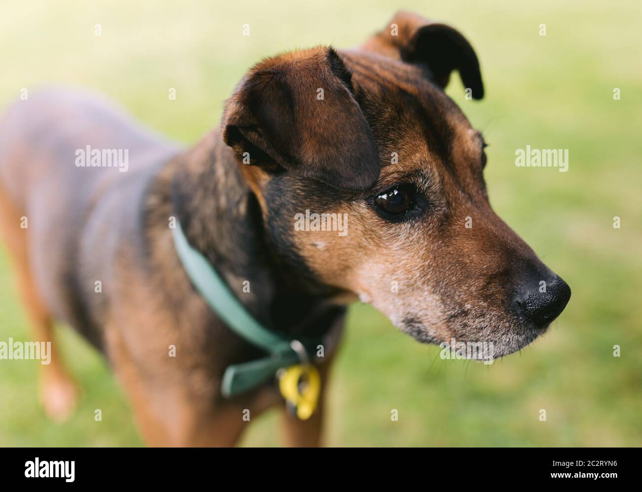 Emotional Dog Looking into Distance waiting for Owner Stock Photo - Alamy