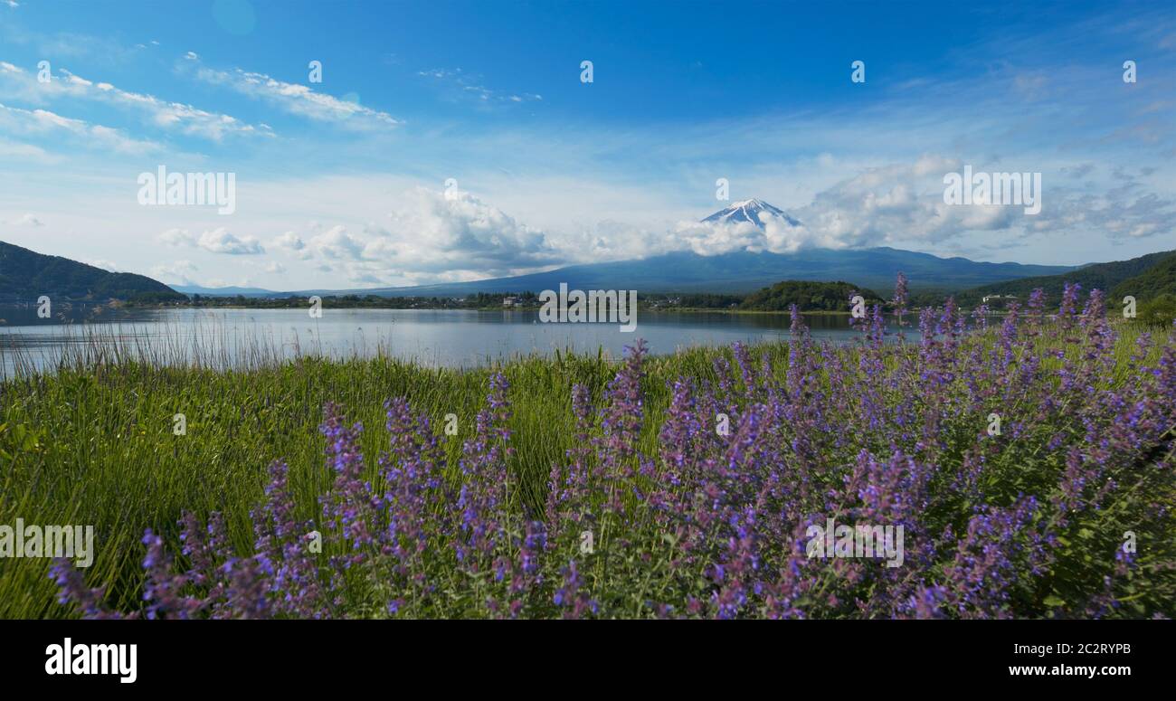 Mountain Fujisan and Lavender field in Kawaguchiko in Japan Stock Photo ...