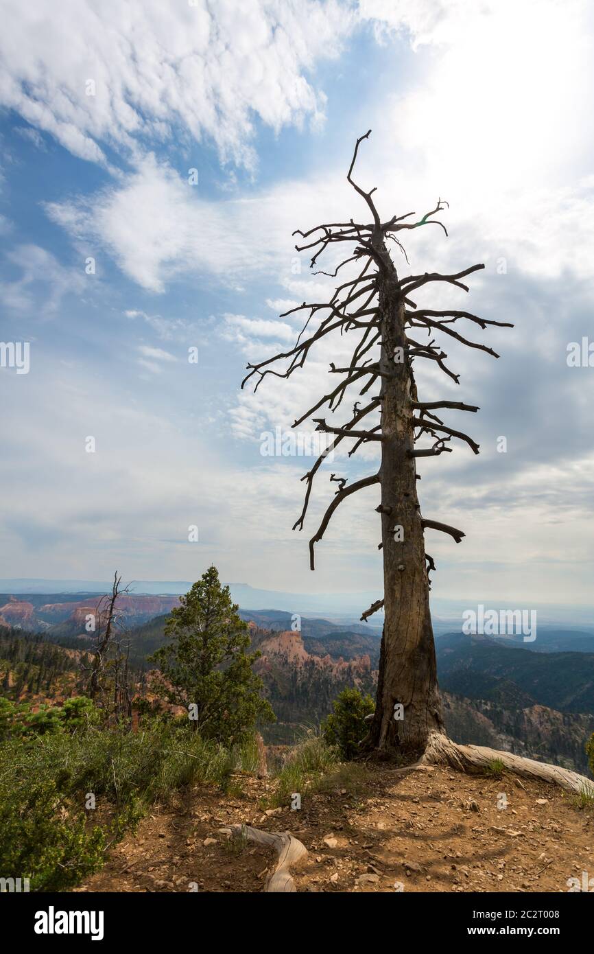 Dry tree in desert valley. Wildlife nature landscape Stock Photo - Alamy