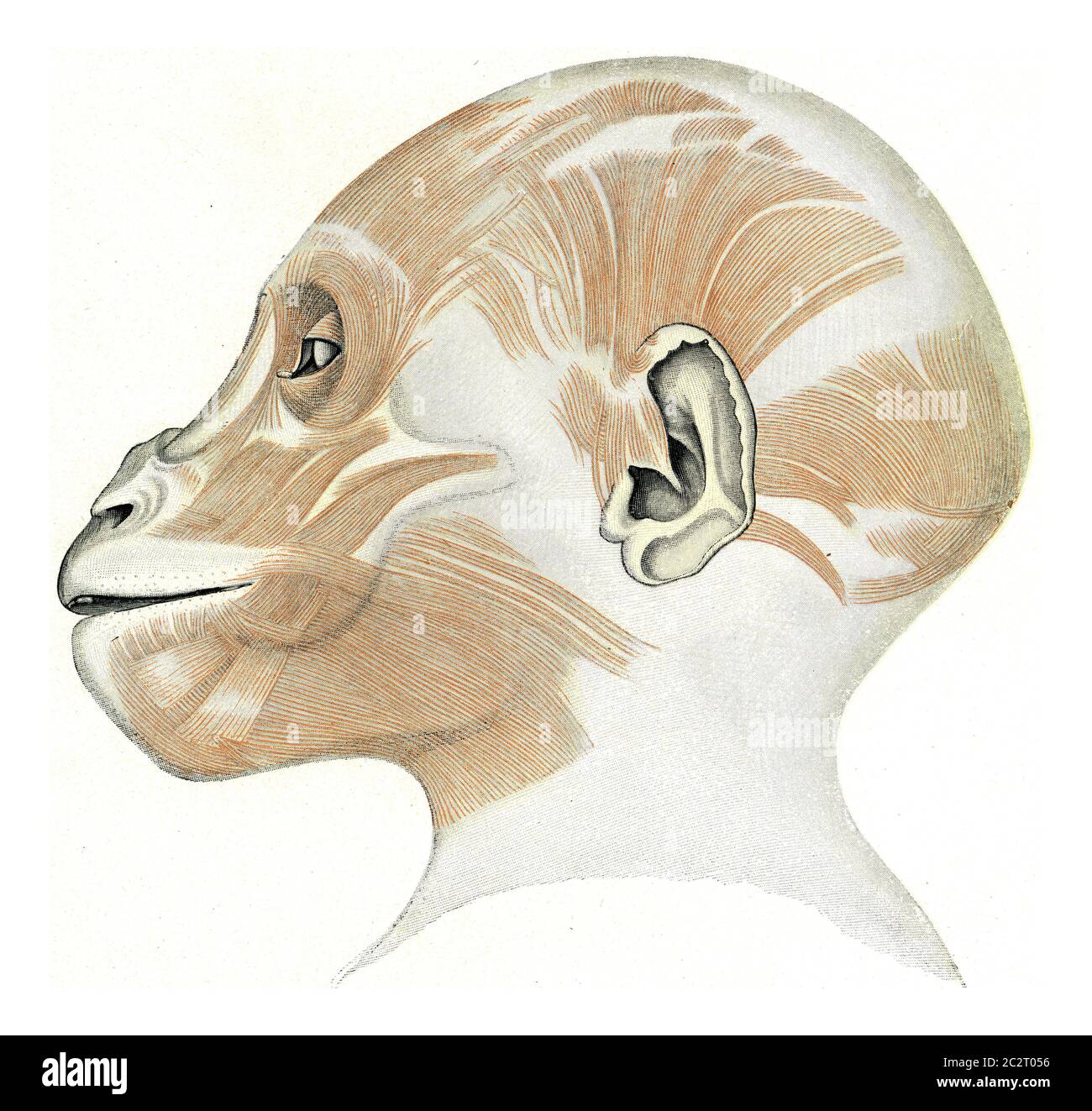 The superficial muscles of the head and neck of a young gorilla ...