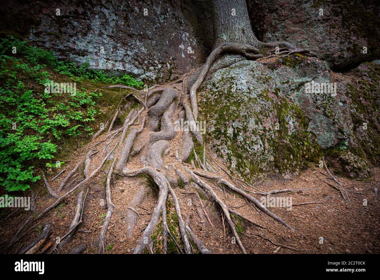 Detailed view of tree roots in forest with green grass around Stock ...