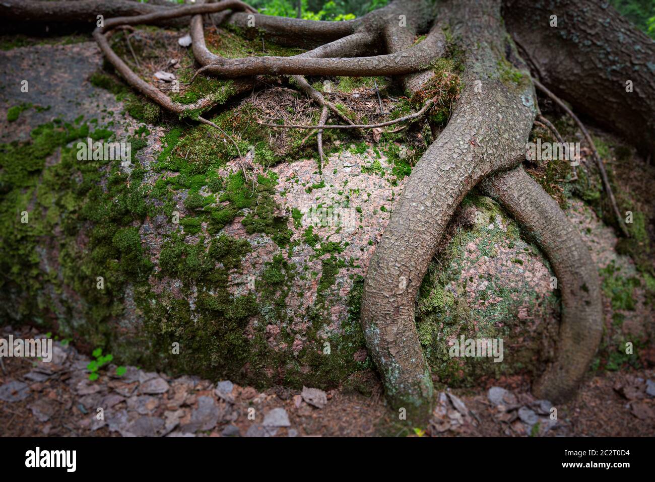 Detailed view of tree roots in forest with green grass around Stock ...