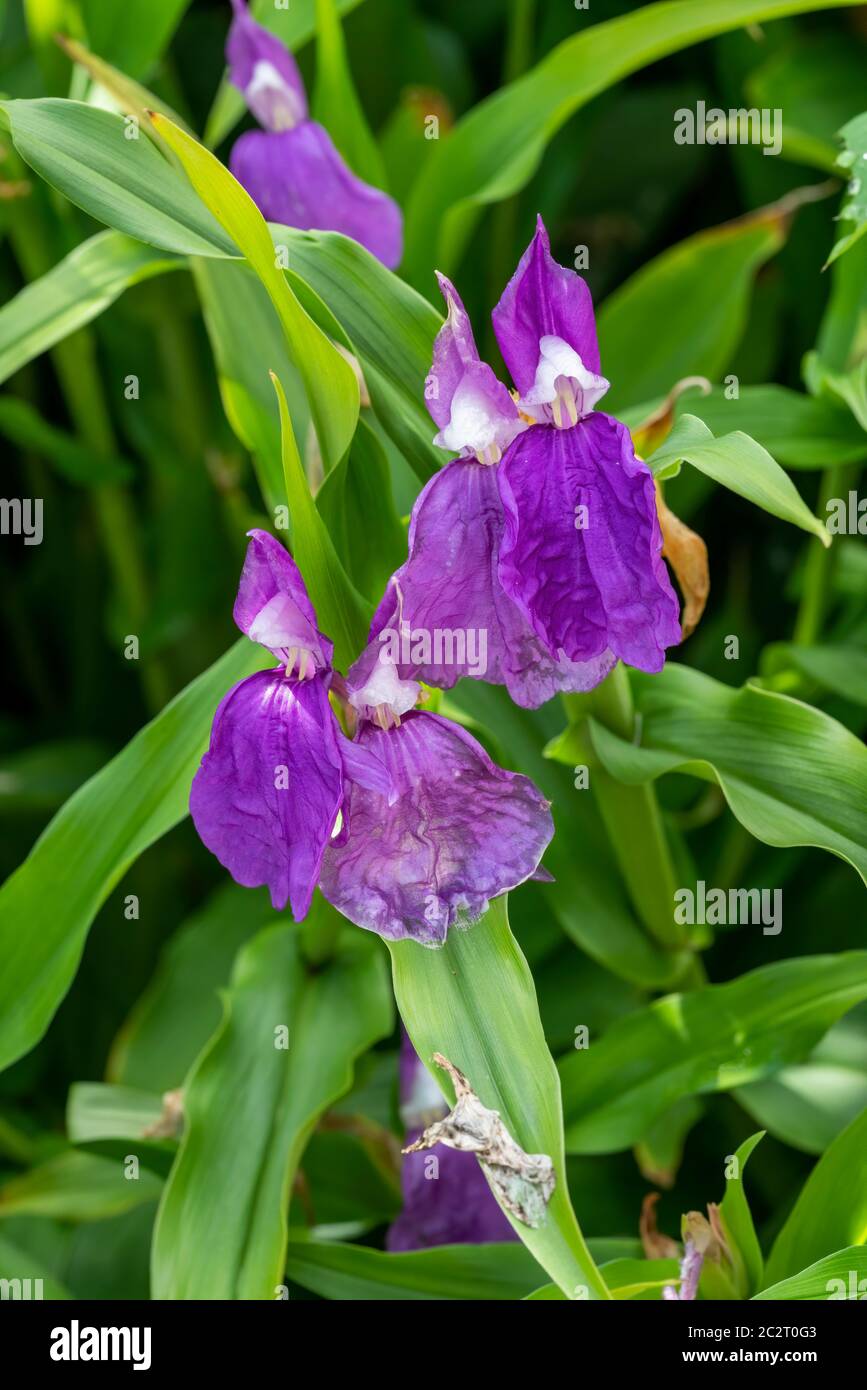 Roscoea hi-res stock photography and images - Alamy