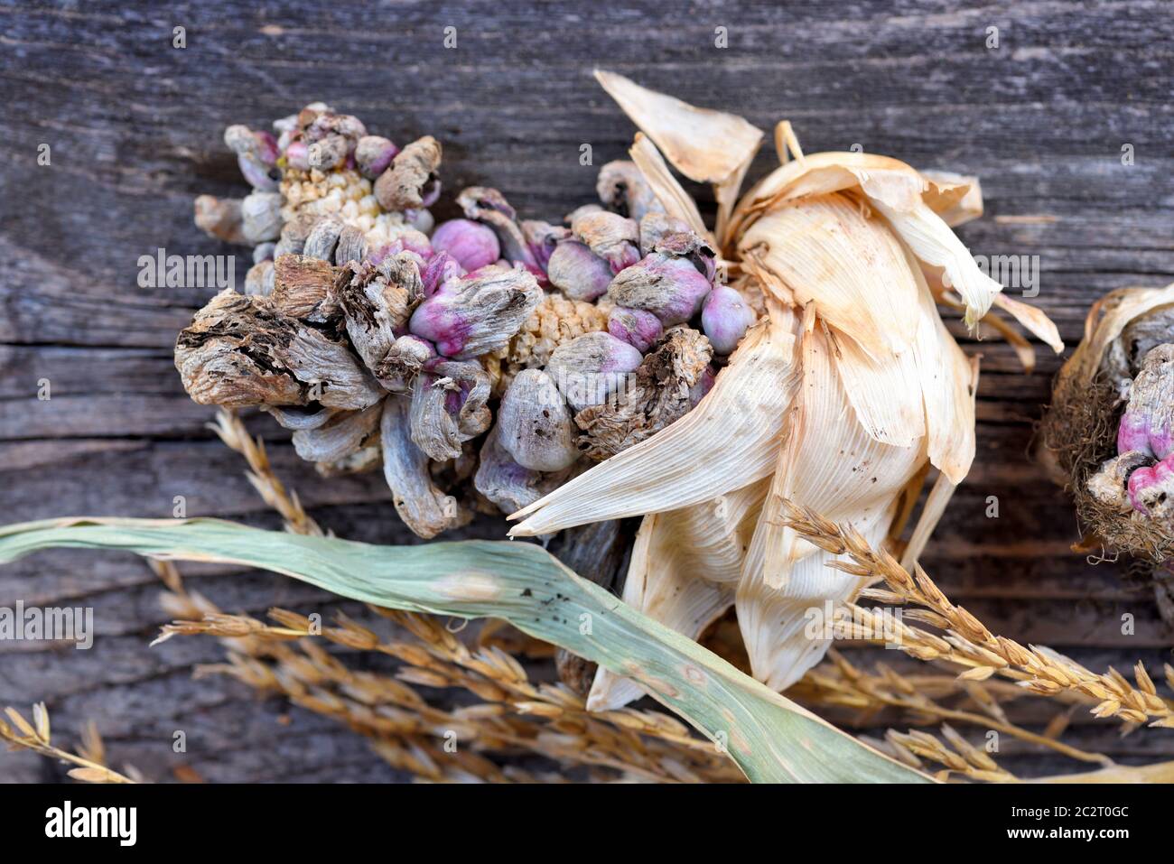 Corn smut (Ustilago zeae Unger). Ustilago maydis disease on corn cob ...