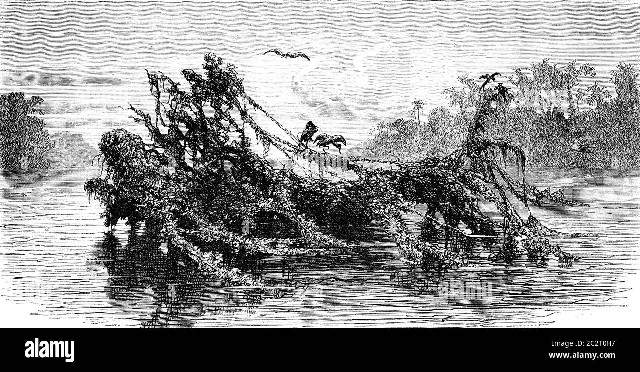 ancient, antique, aquatic, art, artwork, biology, bird, black, botany ...