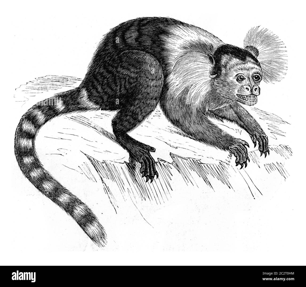 Common Marmoset Black And White Stock Photos Images Alamy