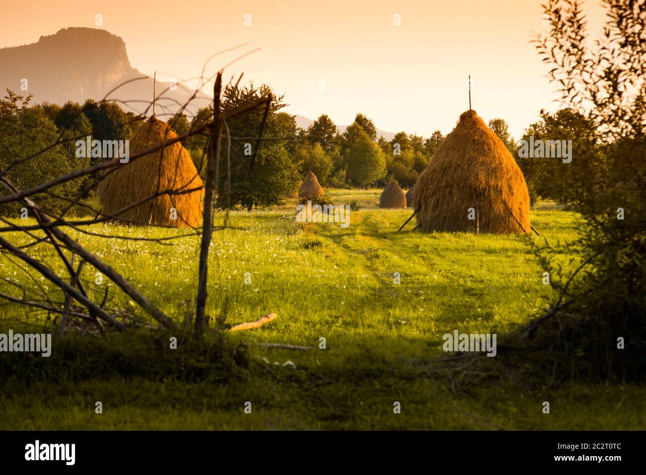 Haystacks at sunset in Maramures the isolated region of Bucovina ...