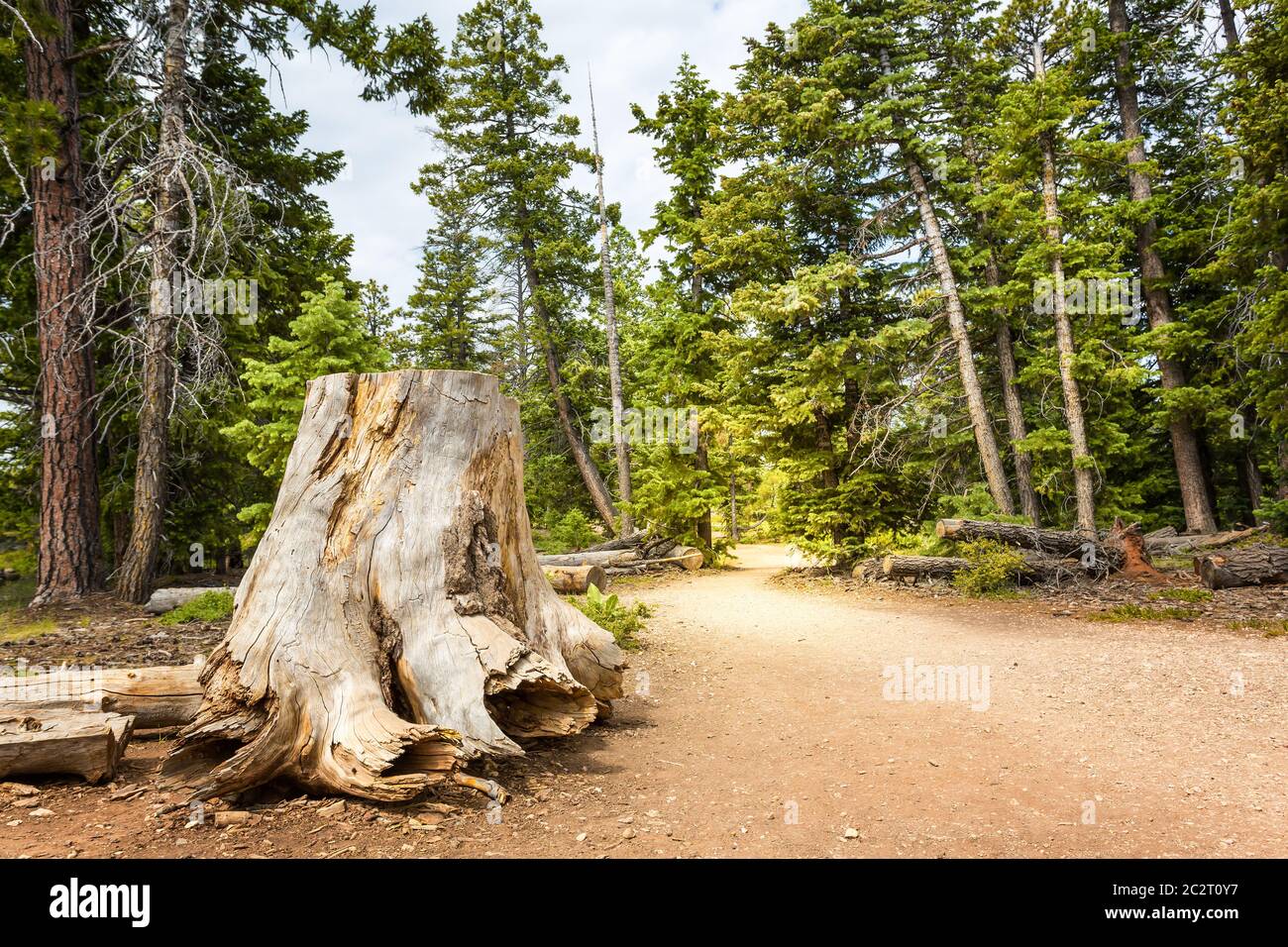 Mouldering stump in pine forest. Cut trees on background Stock Photo ...