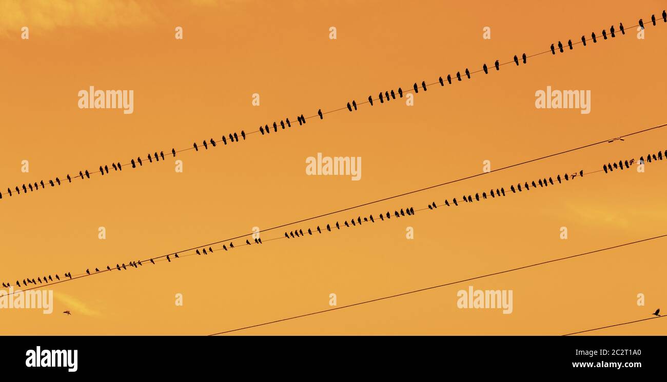 Crows sitting on power line hi-res stock photography and images - Alamy
