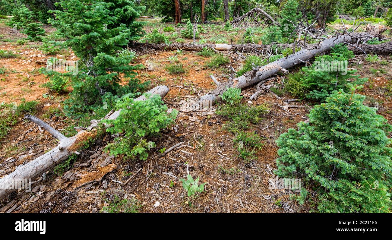 Cut dry trees in pine forest. Remains of human activity Stock Photo - Alamy