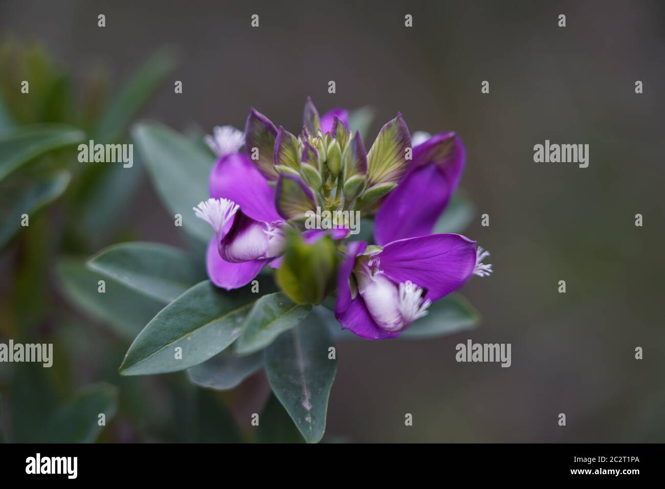 Beautiful purple flowers of the Sweet Pea bush Stock Photo - Alamy