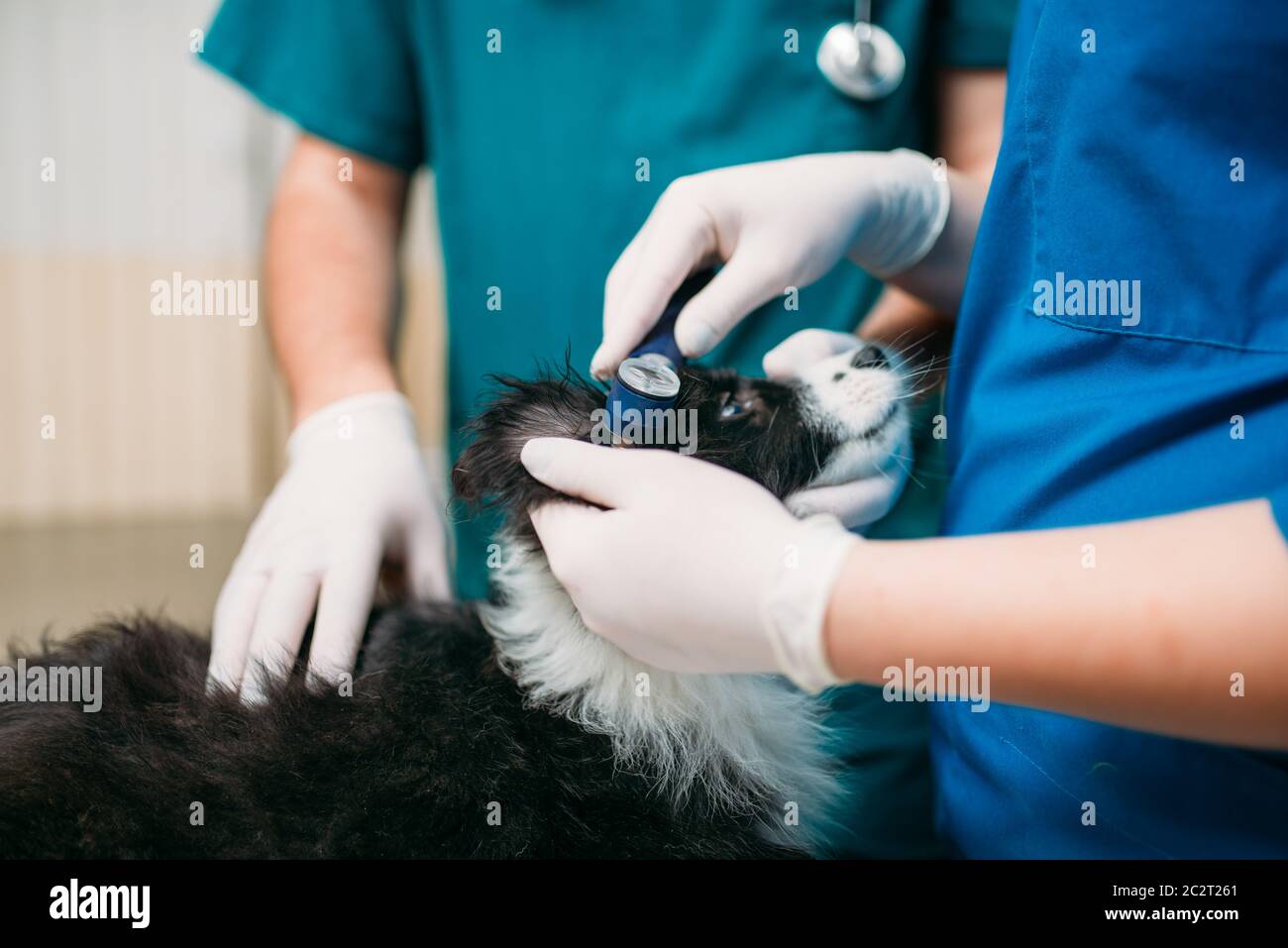 Professional veterinarians examining dogs ears, veterinary clinic. Vet doctors working ...