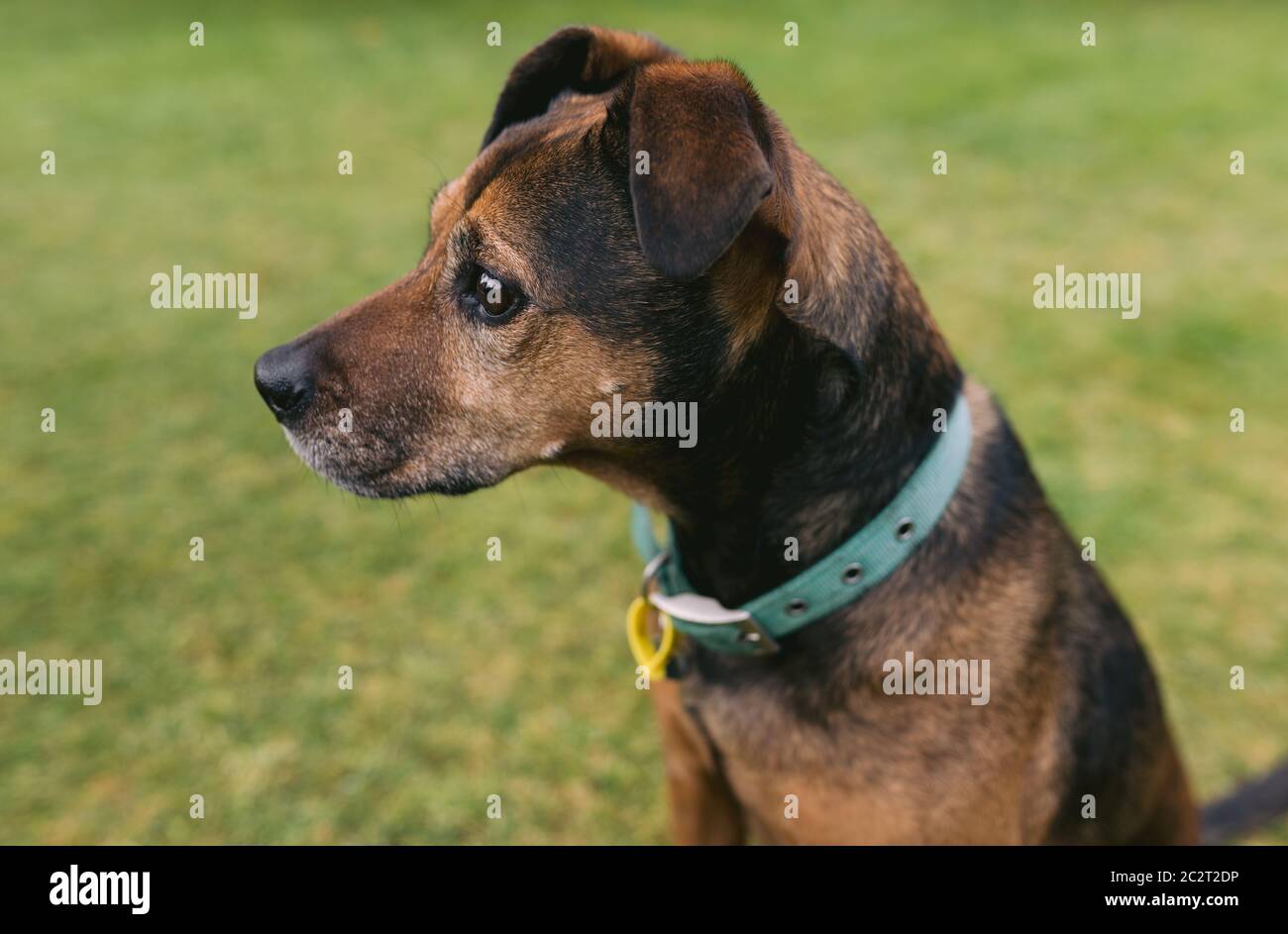 Family portrait distance dog hi-res stock photography and images - Alamy