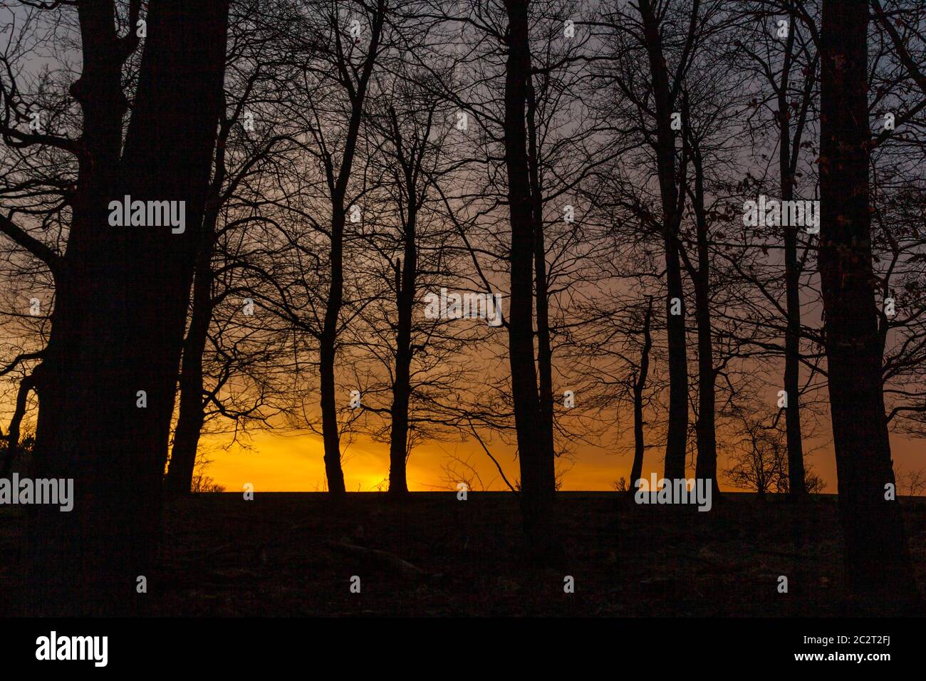 Sunset in the forest Stock Photo - Alamy