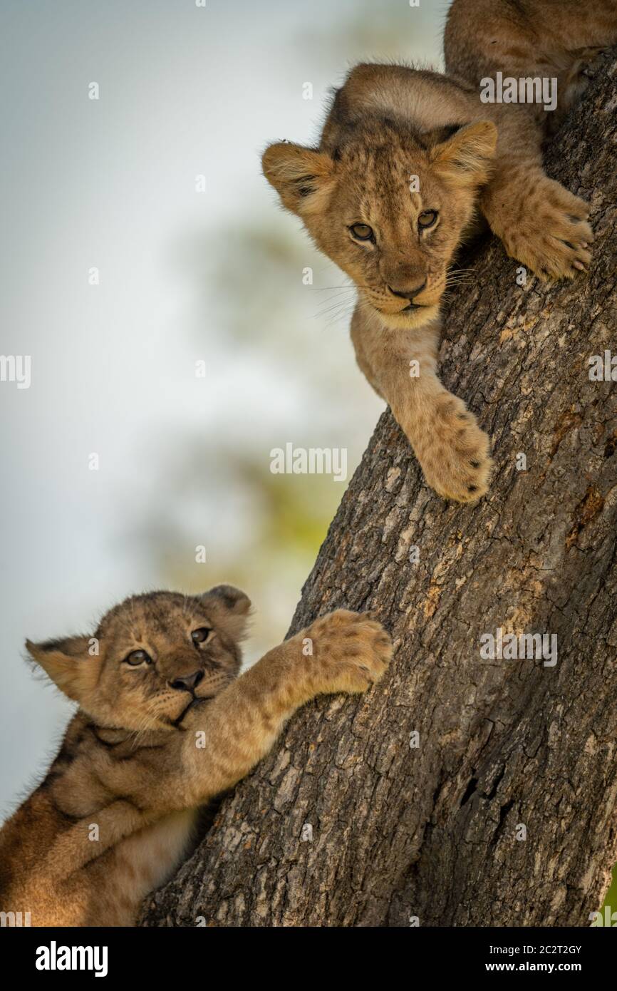 Two lion cubs on hi-res stock photography and images - Alamy