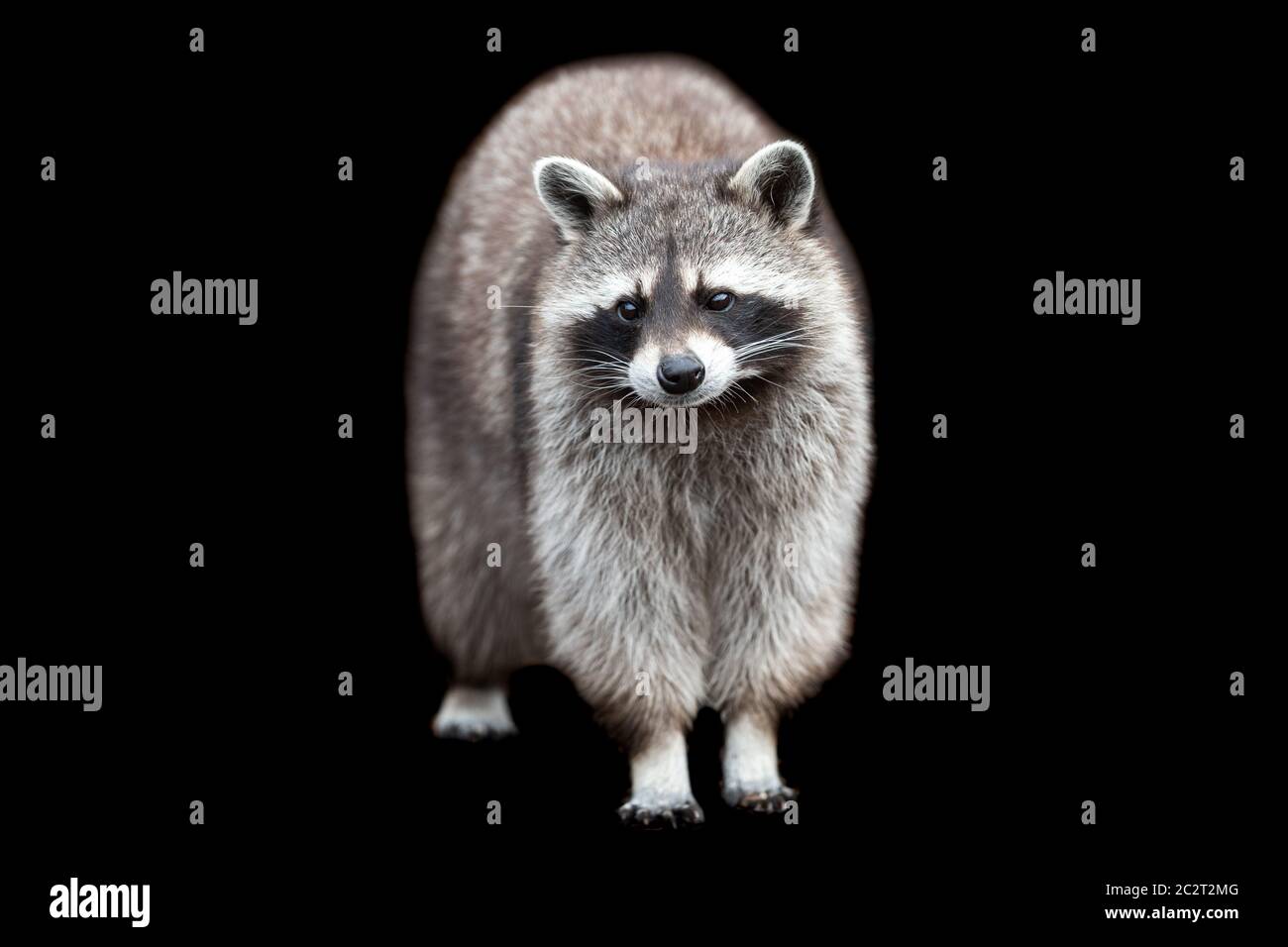 Raccoon with a black background Stock Photo - Alamy