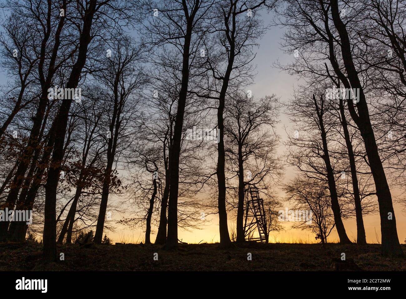 Sunset in the forest Stock Photo - Alamy