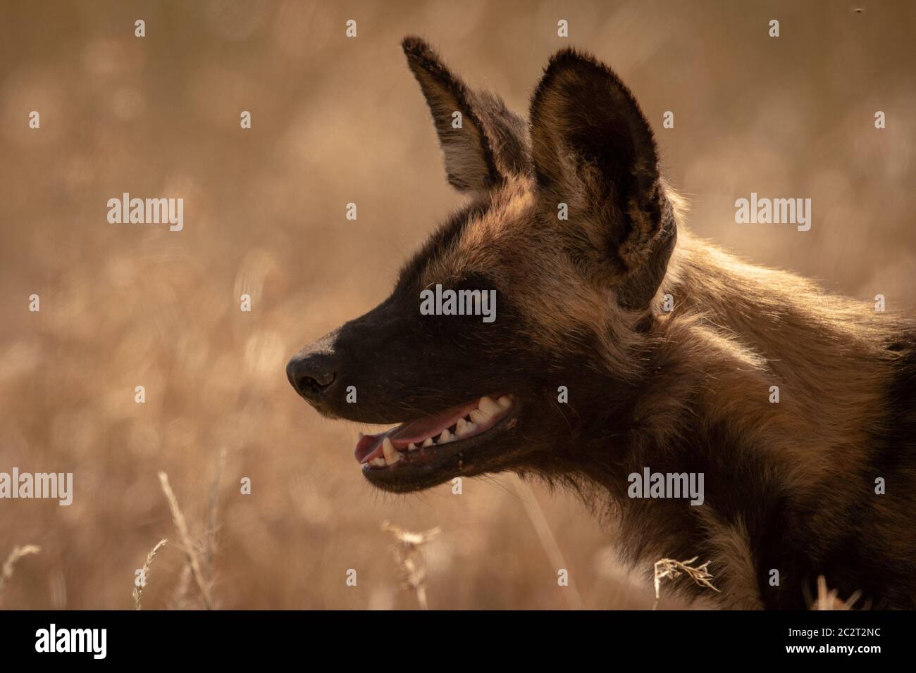 Close-up of wild dog standing in profile Stock Photo - Alamy