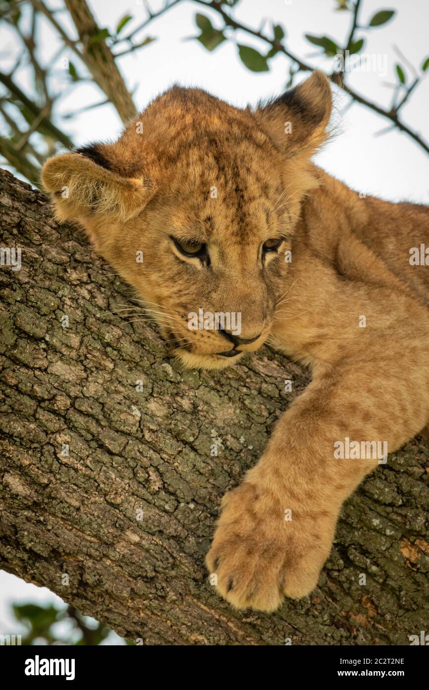 Lion cub in tree hi-res stock photography and images - Alamy