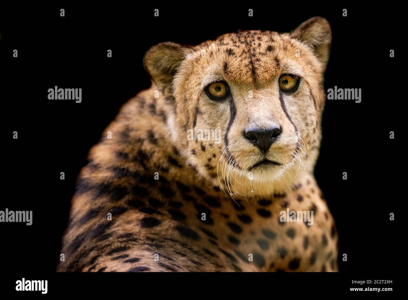 Cheetah with a black background Stock Photo - Alamy