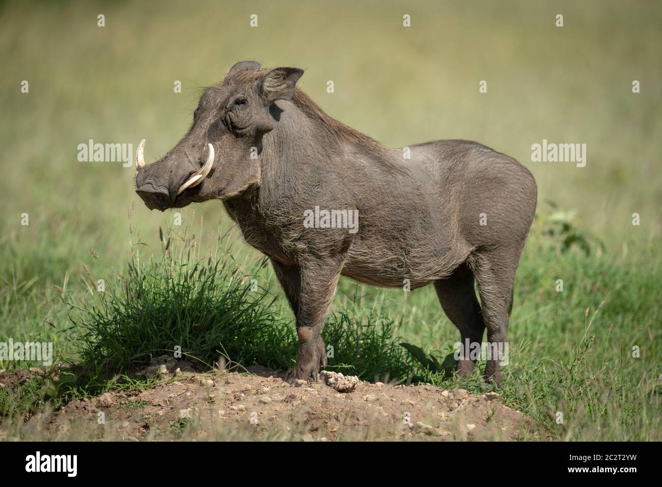 Common warthog stands on mound in profile Stock Photo - Alamy