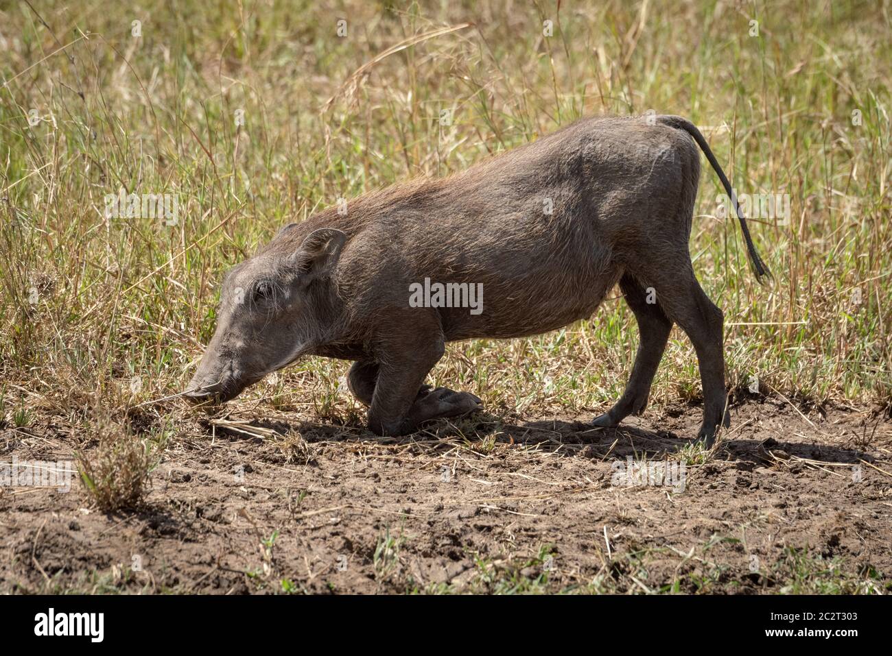 Common warthog grazes kneeling in sunlit grass Stock Photo - Alamy