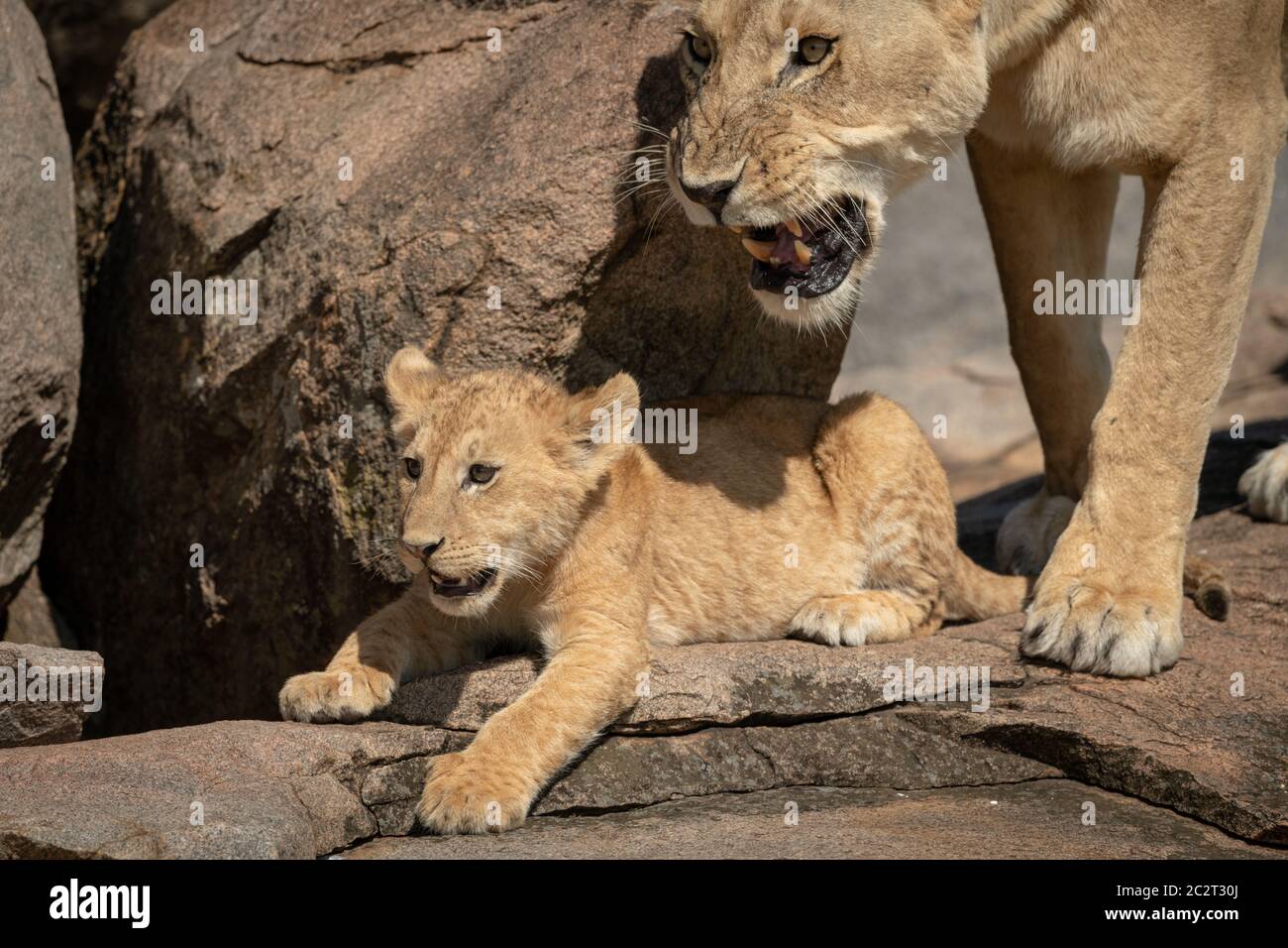 Snarling female african lion panthera leo hi-res stock photography and ...