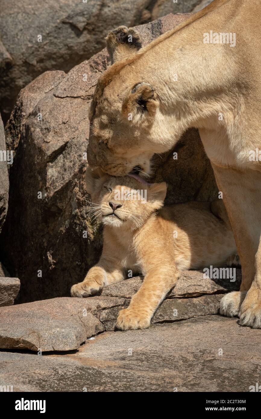 Cub lies on rocks licked by lioness Stock Photo - Alamy