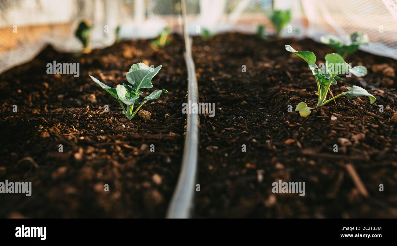 Natural Irrigated Garden Growing Broccoli with water on leaves Stock ...