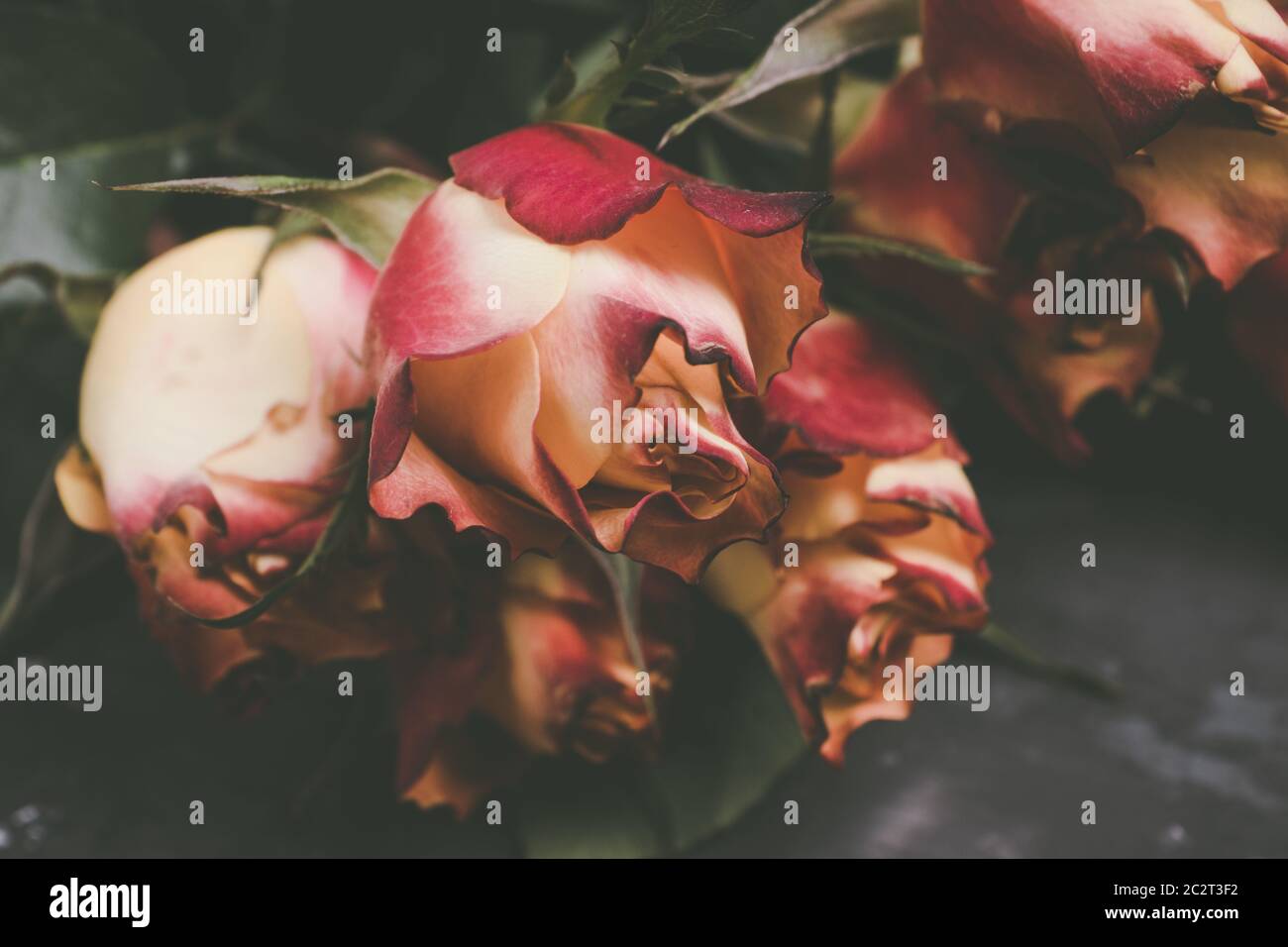 Ember like hi-res stock photography and images - Alamy