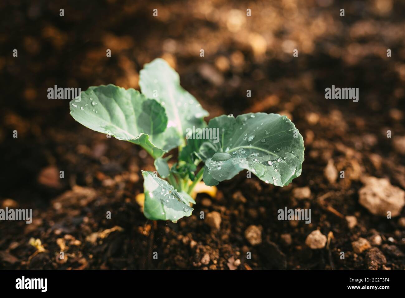 Natural Irrigated Garden Growing Broccoli with water on leaves Stock ...