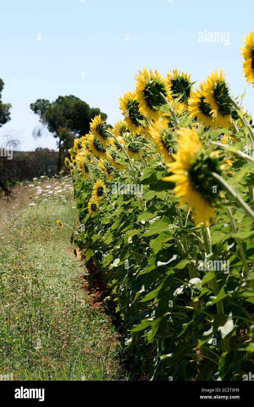 Edge of a sunflower field, turning its back on the camera, under a ...