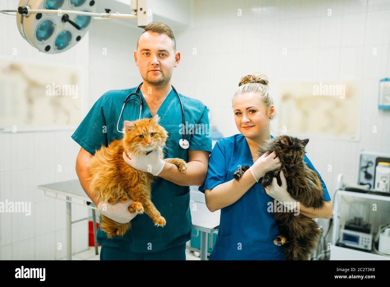 Professional veterinarians poses with cats, veterinary clinic. Vet ...