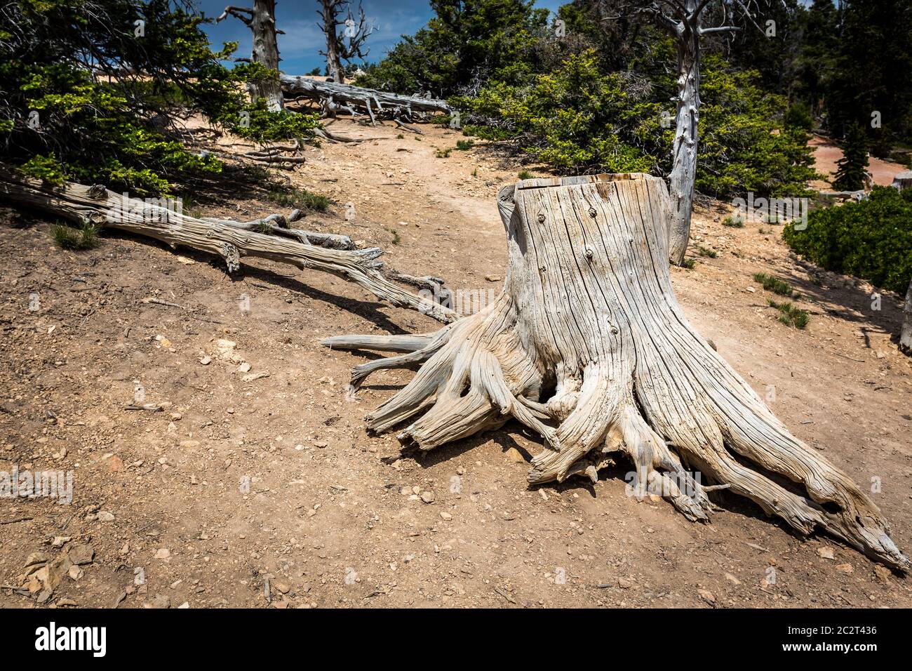 Mouldering stump in pine forest. Cut trees on background Stock Photo ...