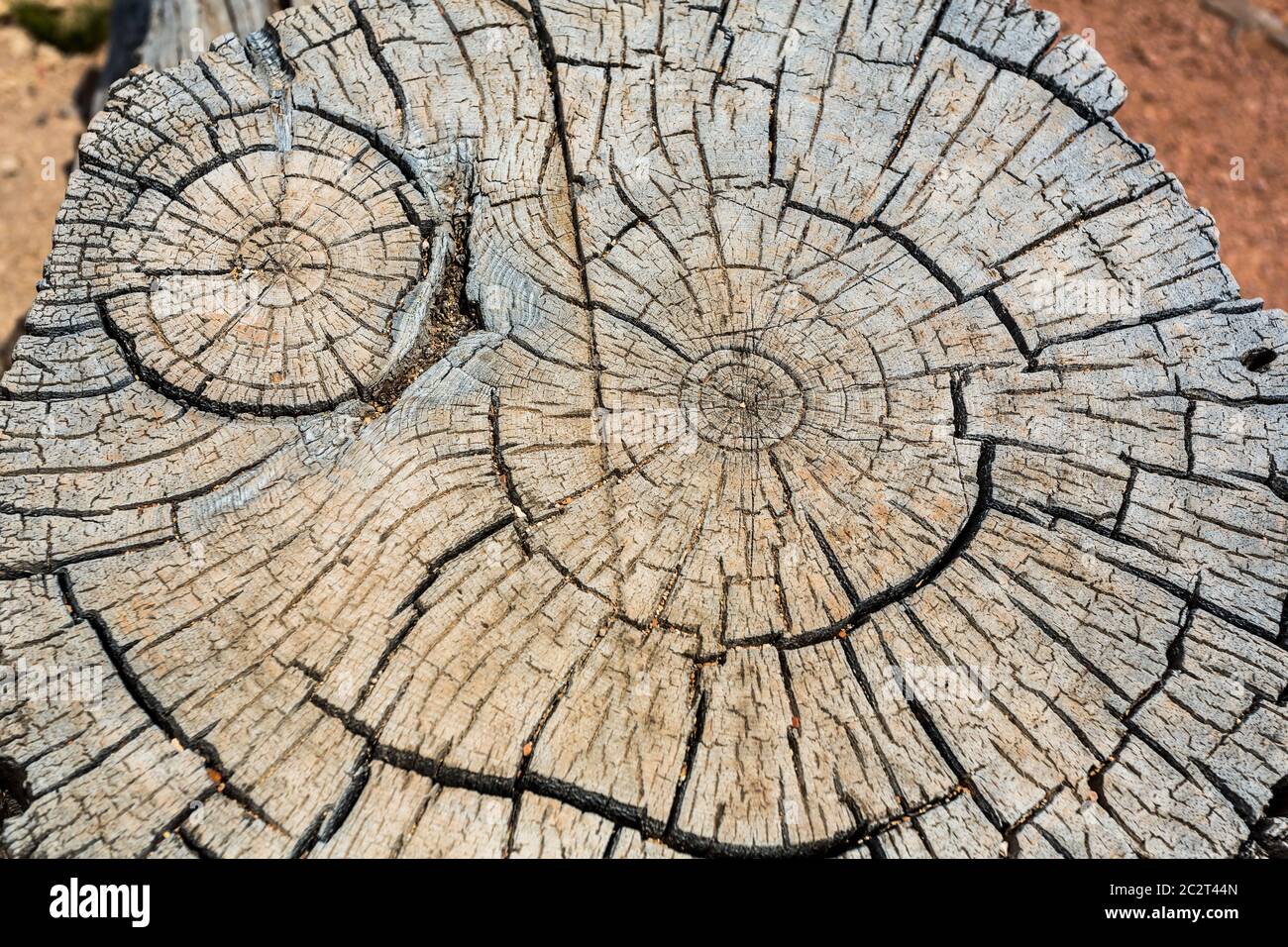 Mouldering stump hi-res stock photography and images - Alamy