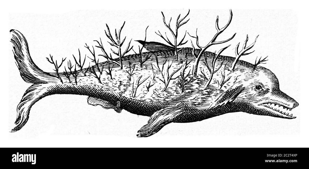 Wonderful petrifaction and other images, vintage engraved illustration ...