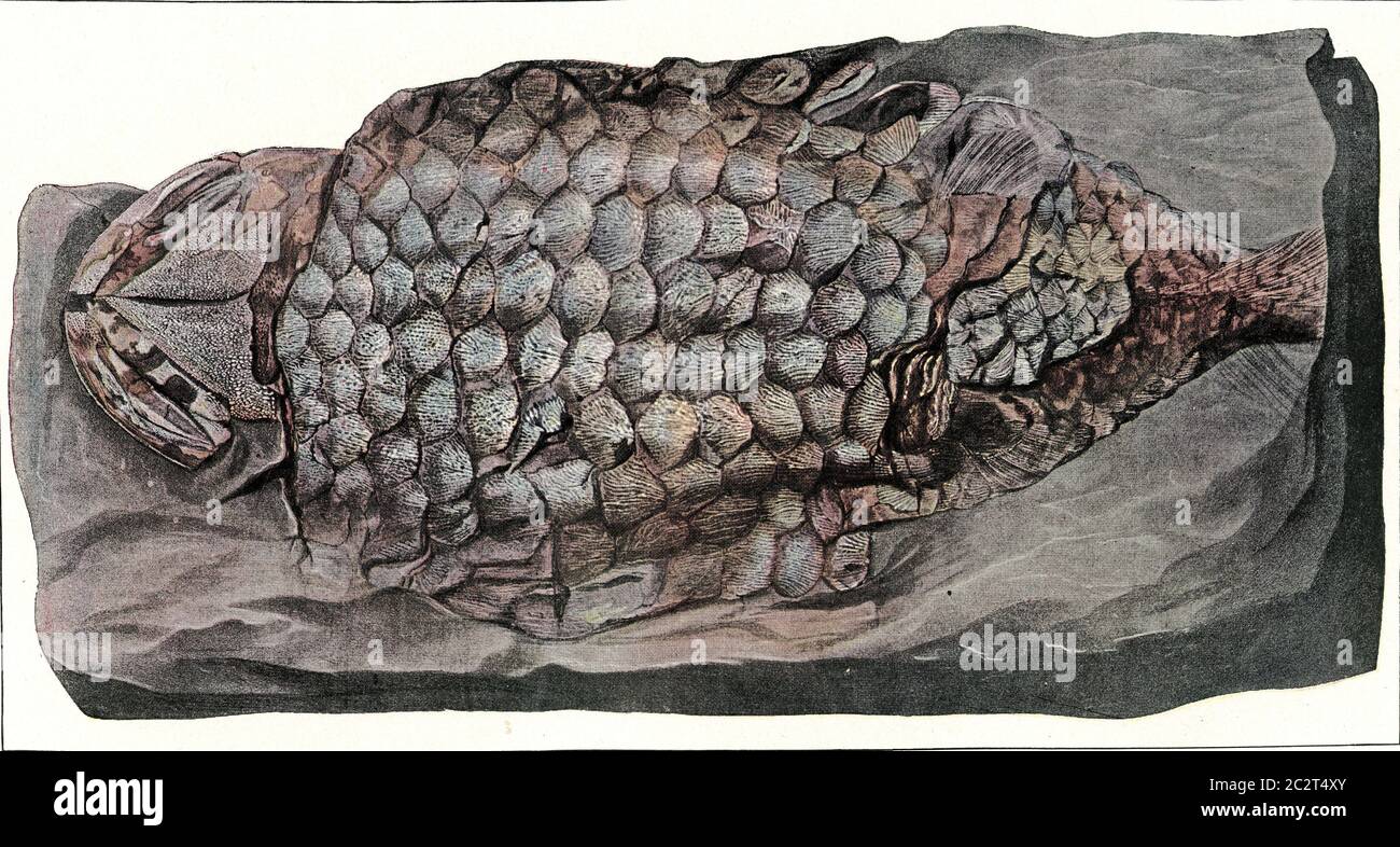 Fossil of lobe finned fish hi-res stock photography and images - Alamy
