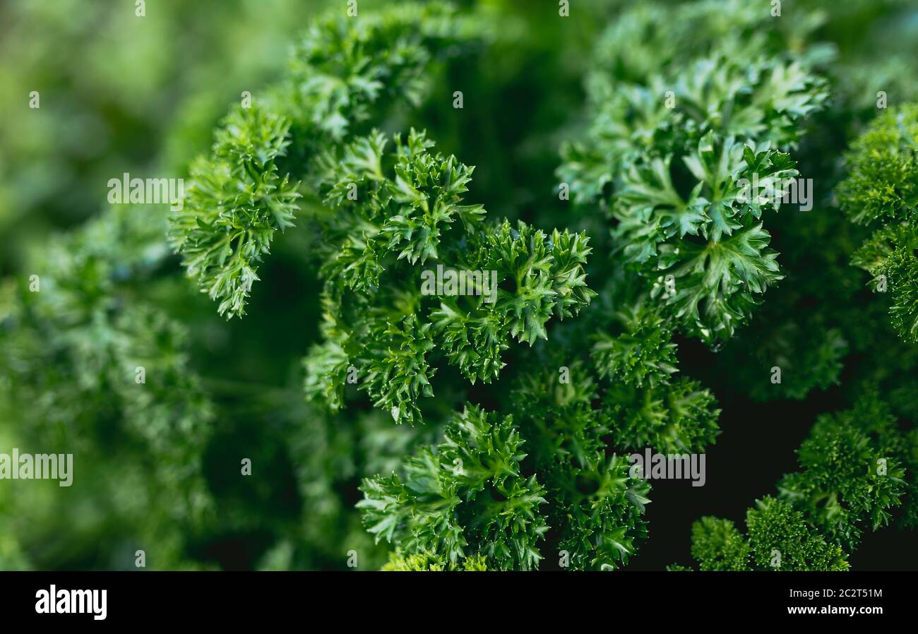 Parsley garden hi-res stock photography and images - Alamy