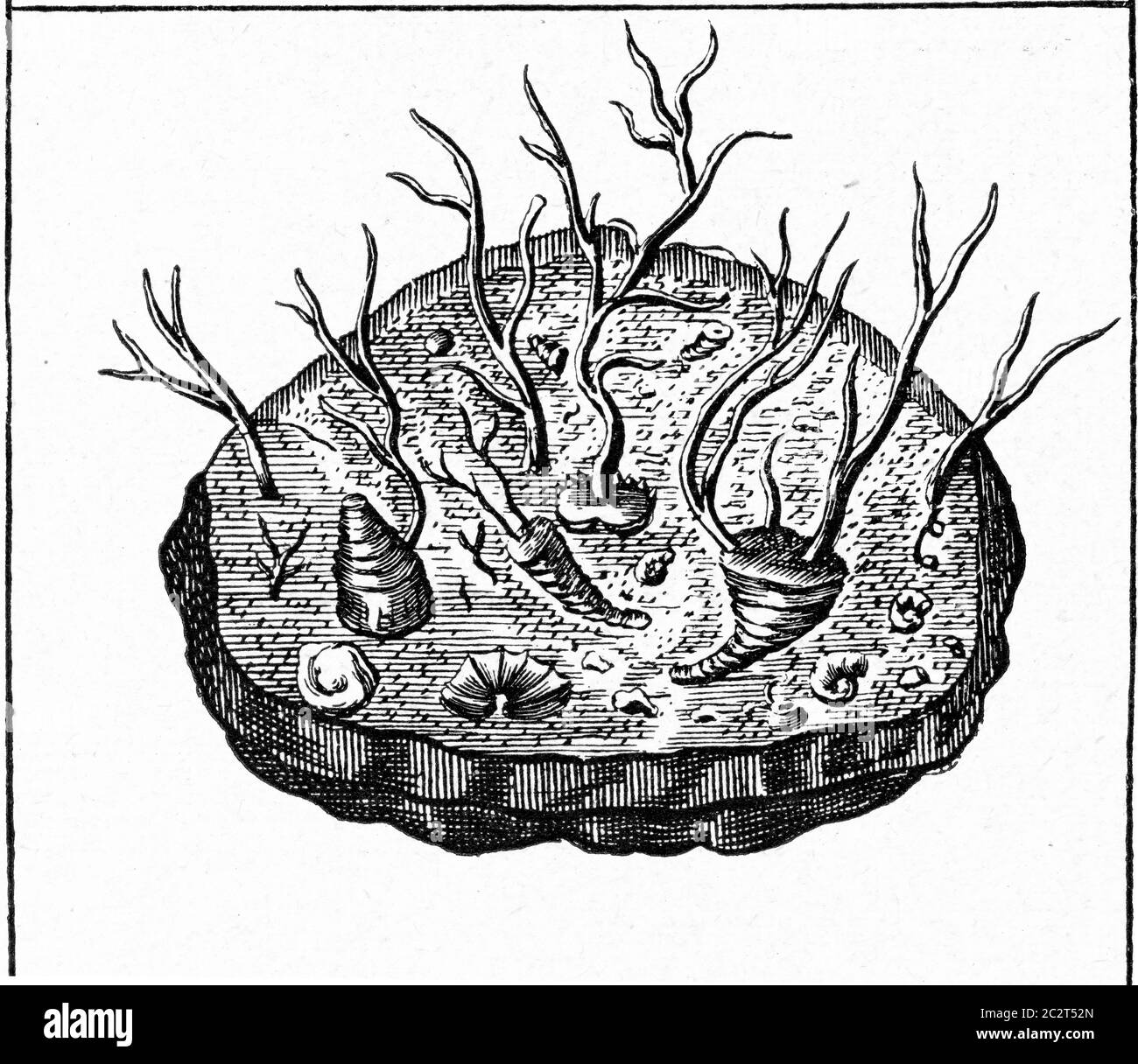 Wonderful petrifaction and other images, vintage engraved illustration ...