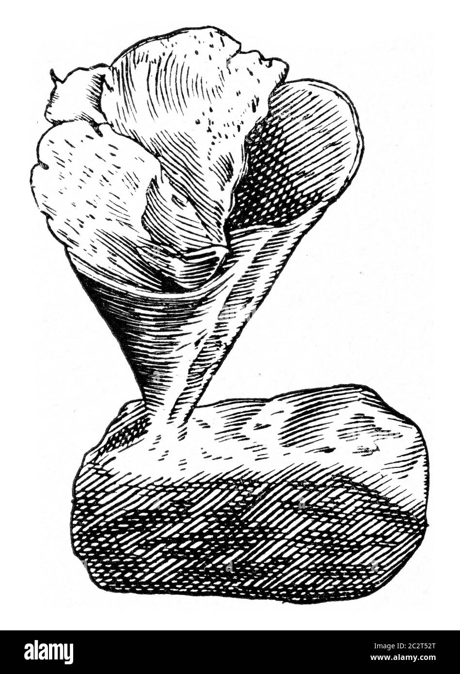 Wonderful petrifaction and other images, vintage engraved illustration ...