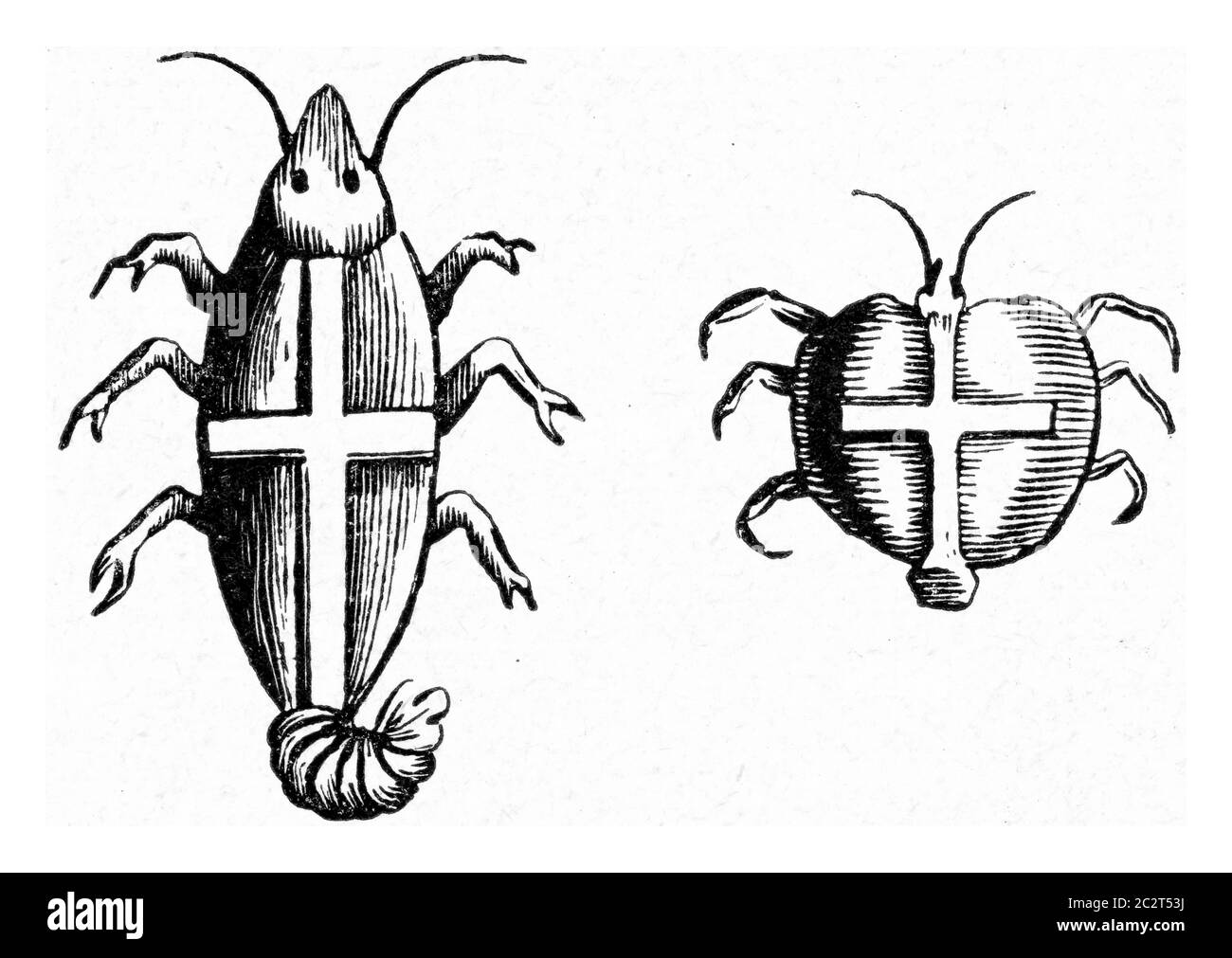 Wonderful petrifaction and other images, vintage engraved illustration ...