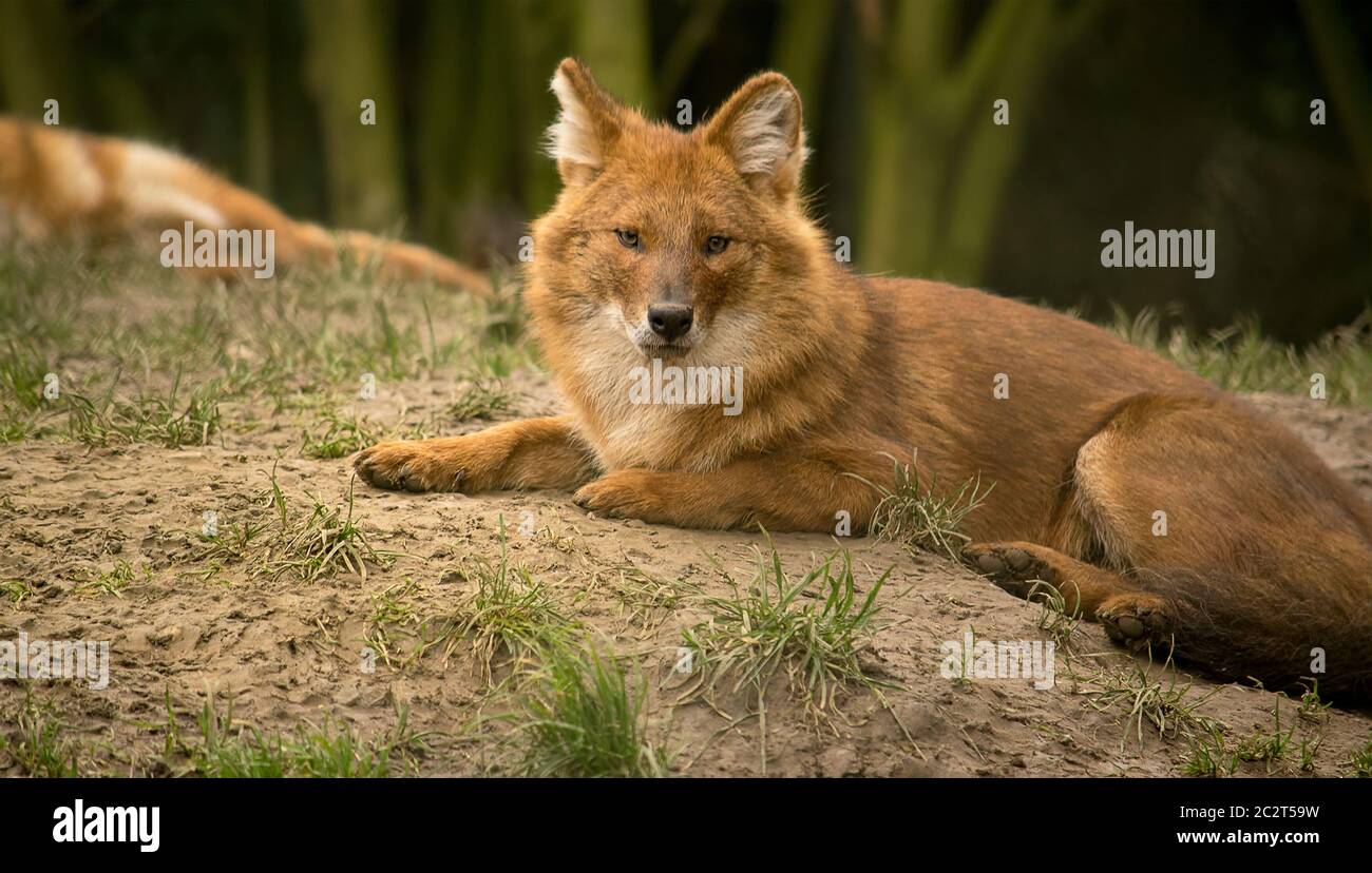Asian wild dog also known as a dhole Stock Photo - Alamy