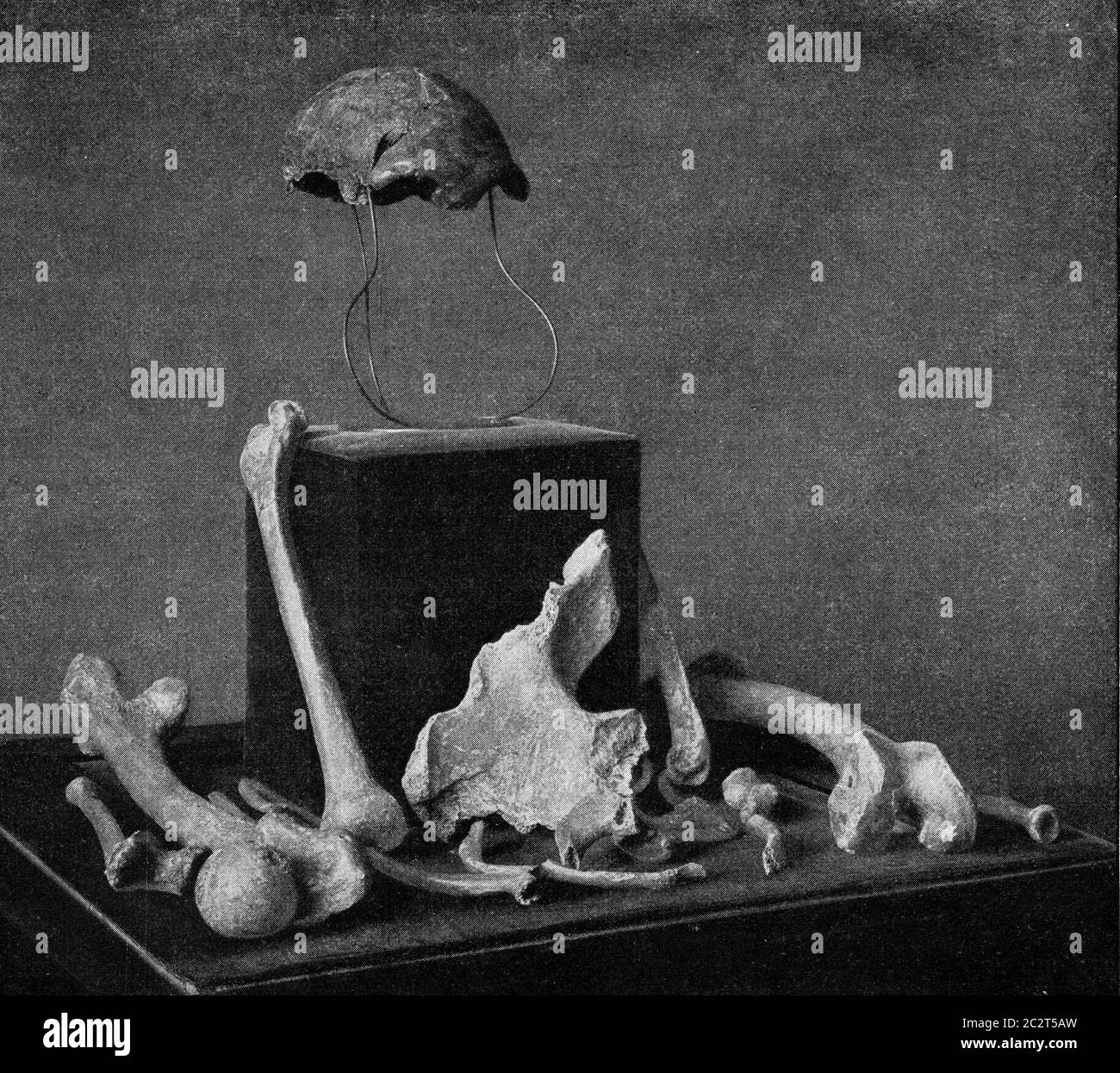 The remains of fossil bones of the Neanderthal man at the Bonn ...