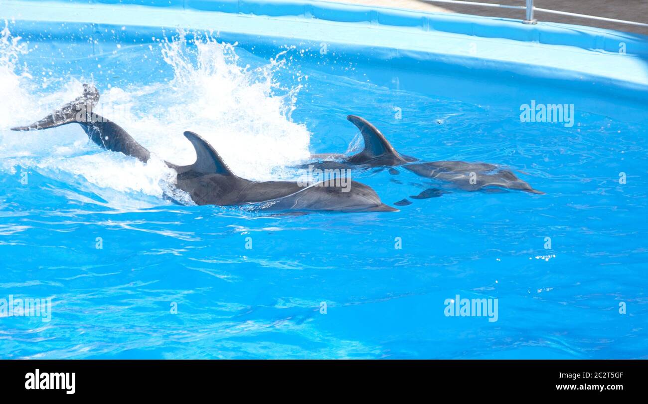 Two dolphins at dolphinarium pool Stock Photo - Alamy