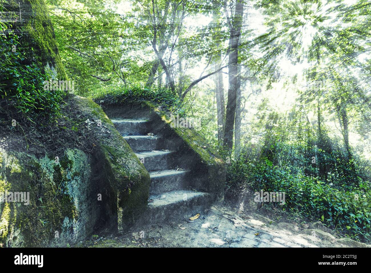 Stairs in the summer forest with sun rays Stock Photo - Alamy