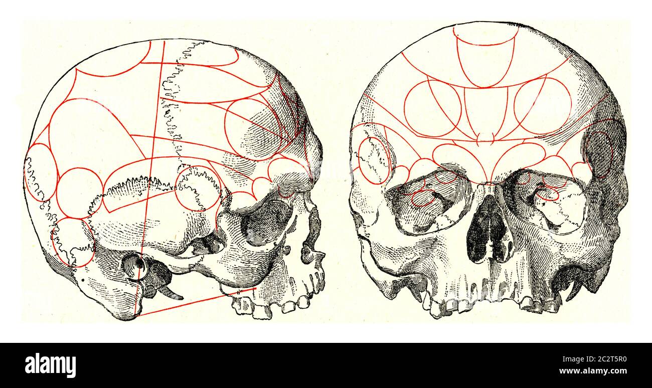 Franz joseph gall phrenology hi-res stock photography and images - Alamy